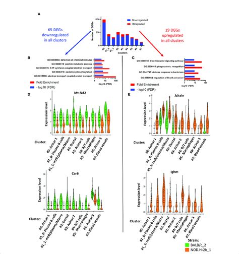 Pathways Analysis Of Degs Common To All Cluster A Bar Plot Showing