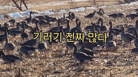 백학기러기농장 Youtube