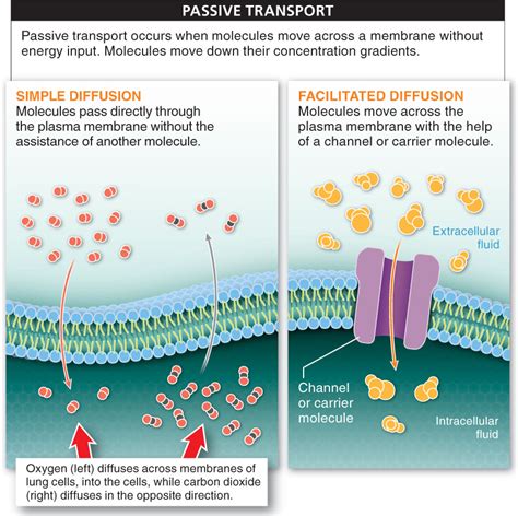 Diffusion Across Membrane