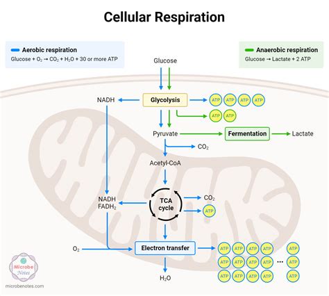 Aerobic And Anaerobic Cellular Respiration Science Amino Cellular