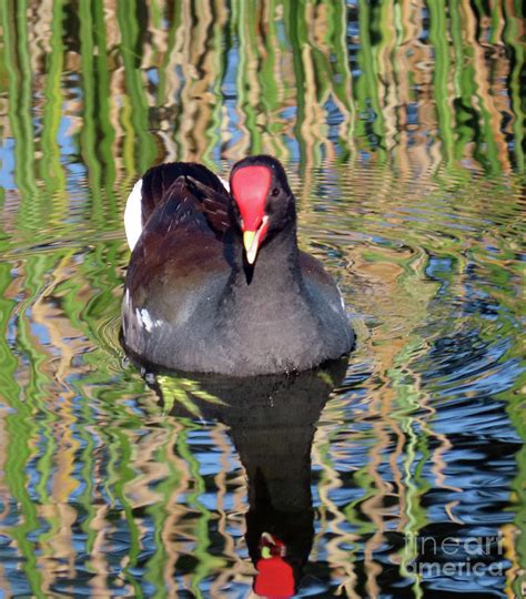 Common Moorhen Photograph By Steven Spak Fine Art America