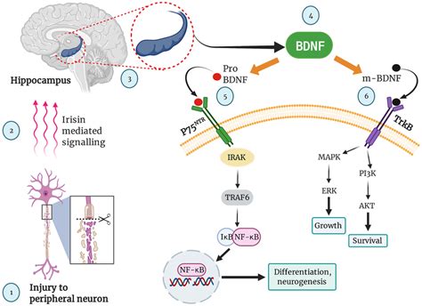 Schematic Representation Of Bdnf Mediated Signalling And Download