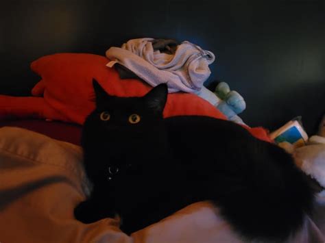 My Adorable Blob With Eyes Reyebleach