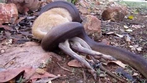 Australie Un Python Engloutit Un Wallaby Midilibrefr