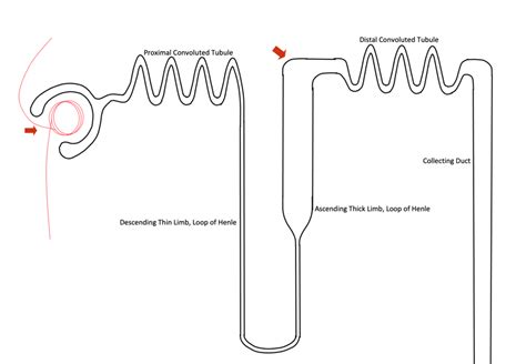 84 05 Diuretics Diagram Quizlet
