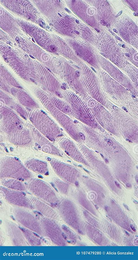 Muscle Striated Voluntary Microphotography Under Optic Microscope Stock
