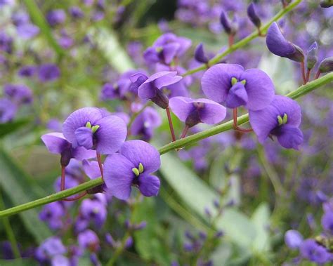 Hardenbergia Violacea Happy Wanderer Gardensonline