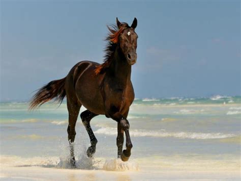 ლამაზი ცხენი