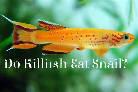Do Killifish Eat Snail Save Your Snail Fish Keeping Guide
