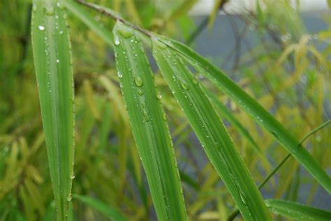 leves 2 Free Photo Download | FreeImages