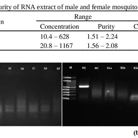 The Result Of Identification Of Dengue Virus With Rt Pcr Method In