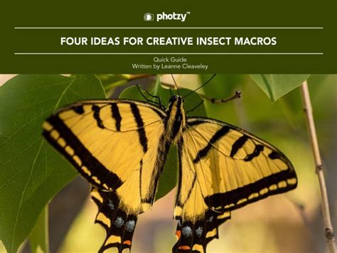 Four Ideas For Creative Insect Macros Free Quick Guide Photzy