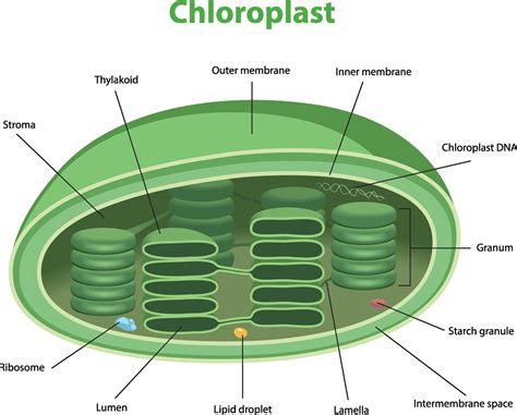 Illustration Of Chloroplast Structure Diagram 56707847 Vector Art At Vecteezy