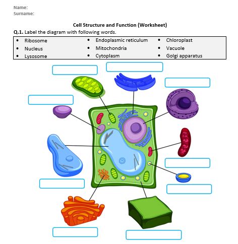 Cell Structure And Function Worksheet Printable And Distance Learning Teaching Resources