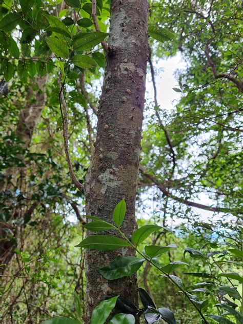 Zanthoxylum Brachyacanthum Fmuell