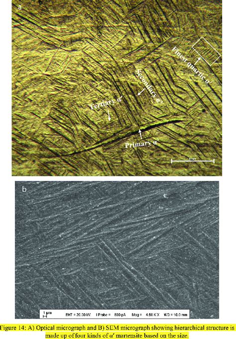 A Optical Micrograph And B Sem Micrograph Showing Hierarchical