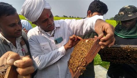 Amul Dairy Associated Milk Producers Excel In Honey Production Edairy