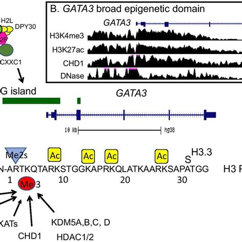 Histone Post Translational Modifications The Four Core Histones Are Download Scientific