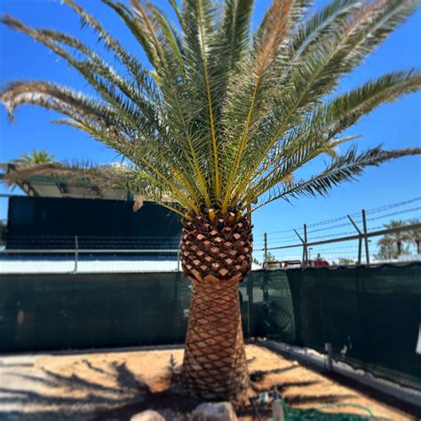 The Art And Importance Of Palm Tree Pruning In Las Vegas First Choice