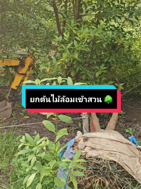 🏗 ยกต้นไม้ที่ล้อมไว้เข้าสวนกันค้าบบบ ด้วยพื้นที่ที่แคบ ครั้งนี้ต้องอา Tiktok