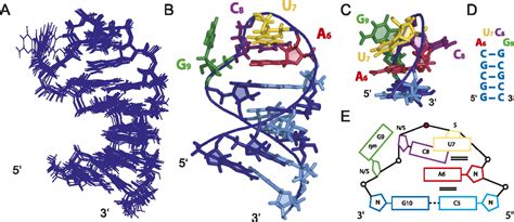 The Xist Rna A Repeat Comprises A Novel Aucg Tetraloop Fold And A