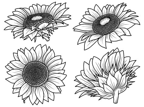 Sunflower Line Art Illustration Graphic By Purmoon · Creative Fabrica