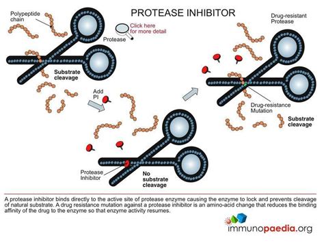 HIV Drugs Mode Of Action Immunopaedia