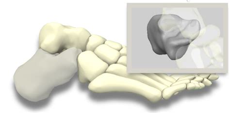 足够科学｜足部正常解剖——脚的骨头有哪些？ 知乎
