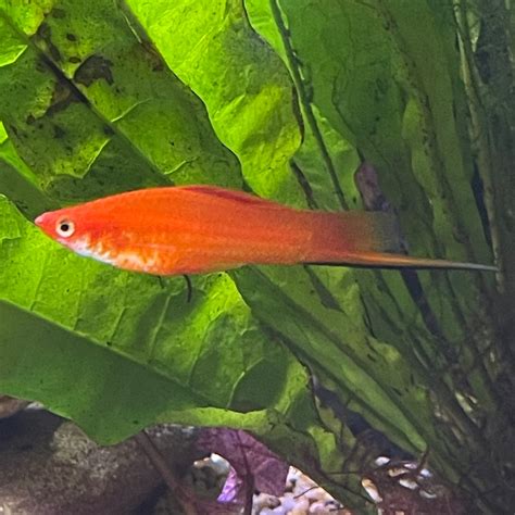 Buy Swordtail Fish In Assorted Colours From The Fish Farm