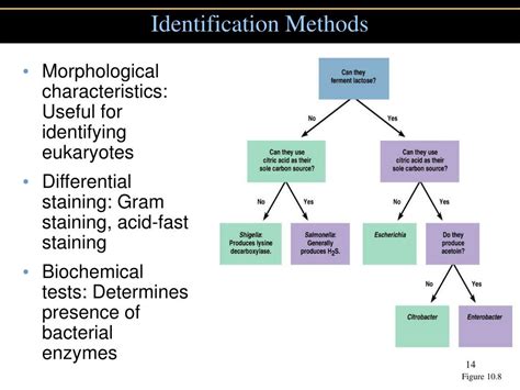 Ppt Chapter 10 Classifying Organisms Powerpoint Presentation Free