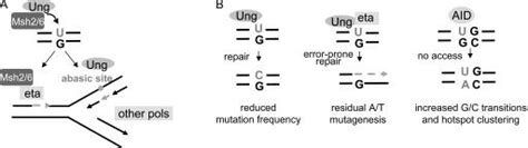 Impact Of The Msh2msh6 Complex On Ung Activity During Ig Gene