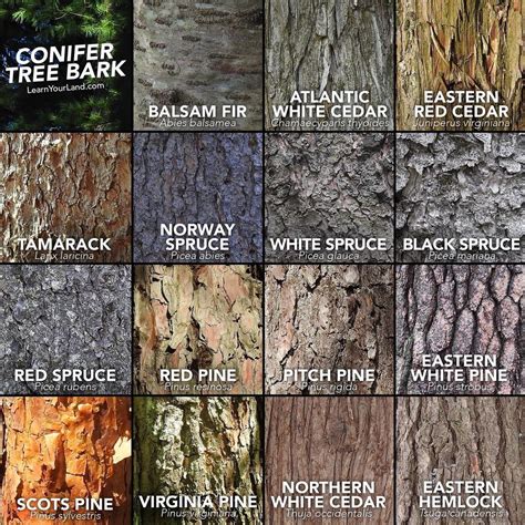 Learn Your Land S Instagram Photo “conifer Trees Offer Numerous Clues