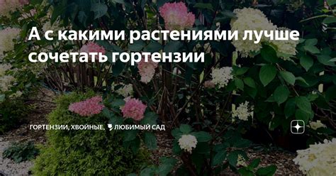 А с какими растениями лучше сочетать гортензии Гортензии хвойные 🌷любимый сад Дзен