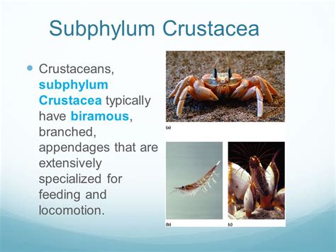 Subphylum Crustacea Subphylum Crustacea