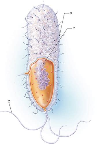 Biology Chapter 4 Quiz Flashcards Quizlet
