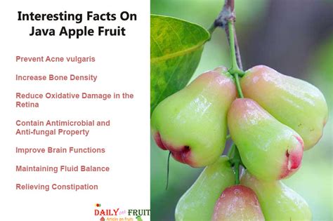 interesting health facts on java apple fruit dailyonefruit