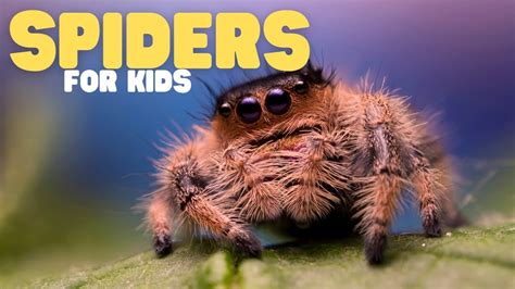 What Bug Looks Like A Spider With An Egg Sack Solved