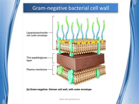 Bacteria Basics Pptx Chemistry Science