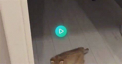 Mastering The Art Of Sneak Hit And Run Style Attack Album On Imgur