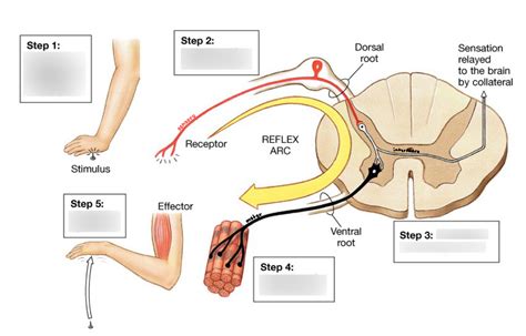 Exam Motor Systems Diagram Quizlet