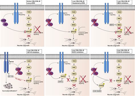 Proteomic Investigation Of Cbl And Cbl B In Neuroblastoma Cell