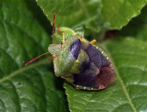 Green Shield Bug Facts Diet Habitat And Pictures On Animaliabio