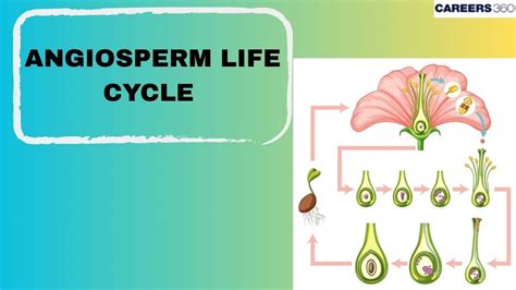 Angiosperm Life Cycle Flowering Plant Pollination Fertilization