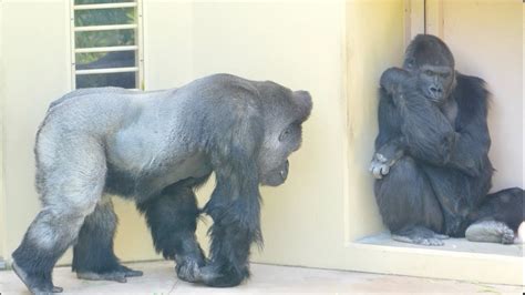 Silverback Wants To Communicate With Female Gorilla｜shabani Group Youtube