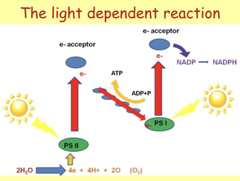 Photosynthesis Light Dependent Reaction The Light Dependent Reactions