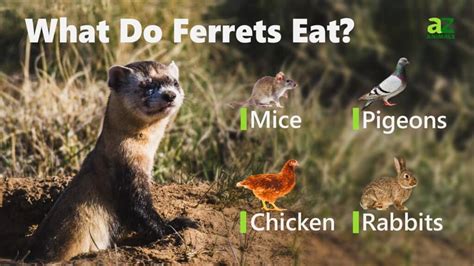 What Do Ferrets Eat A Z Animals
