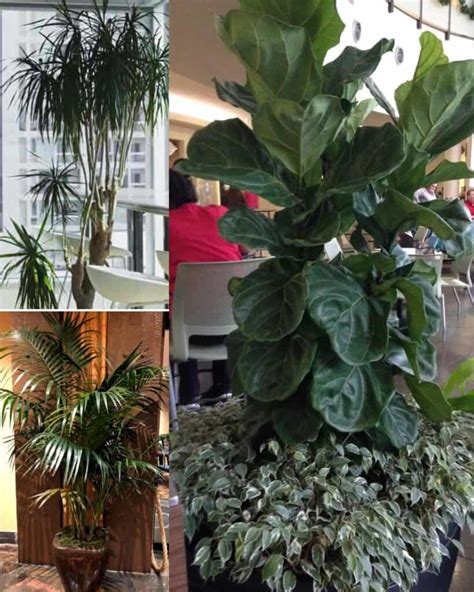 11 Best Tall Indoor Plants And Trees To Transform Your Home
