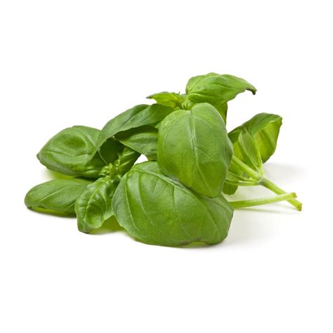 Fresh Basil Bistro Guy
