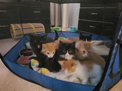 295 Best Soft Kitty Images On Pholder Aww Bigbangtheory And