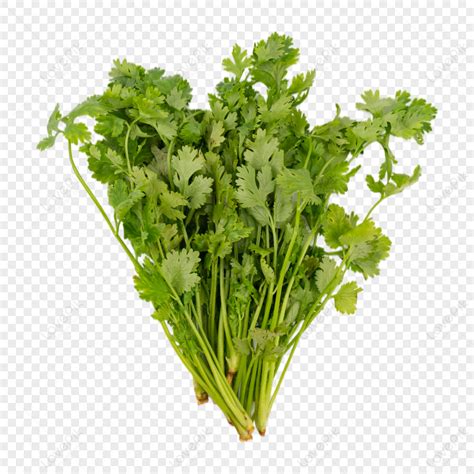 고수 야채 유기농 식품목초혈관 식물식물 Png 일러스트 무료 다운로드 Lovepik